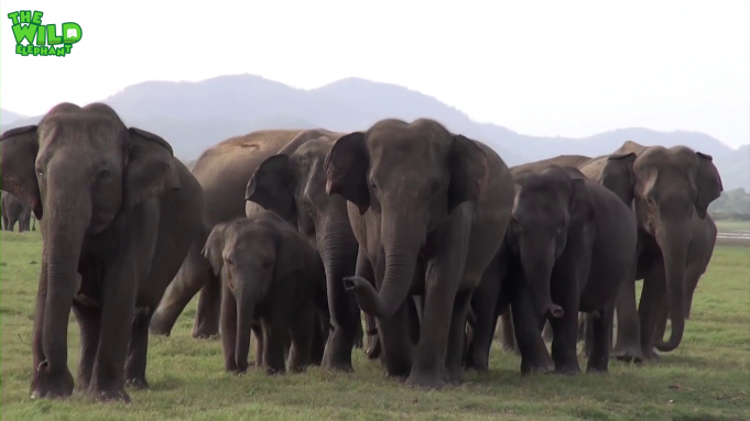 Elephants get rapid medical treatment for their sickness