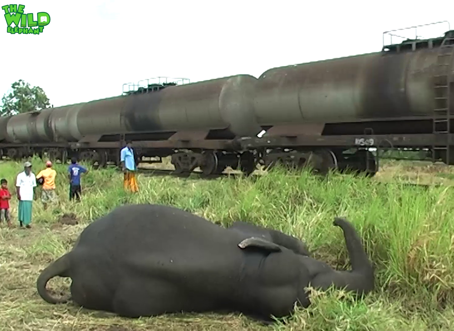 Humanity! Helping an injured Elephant before help arrives - Wild ...